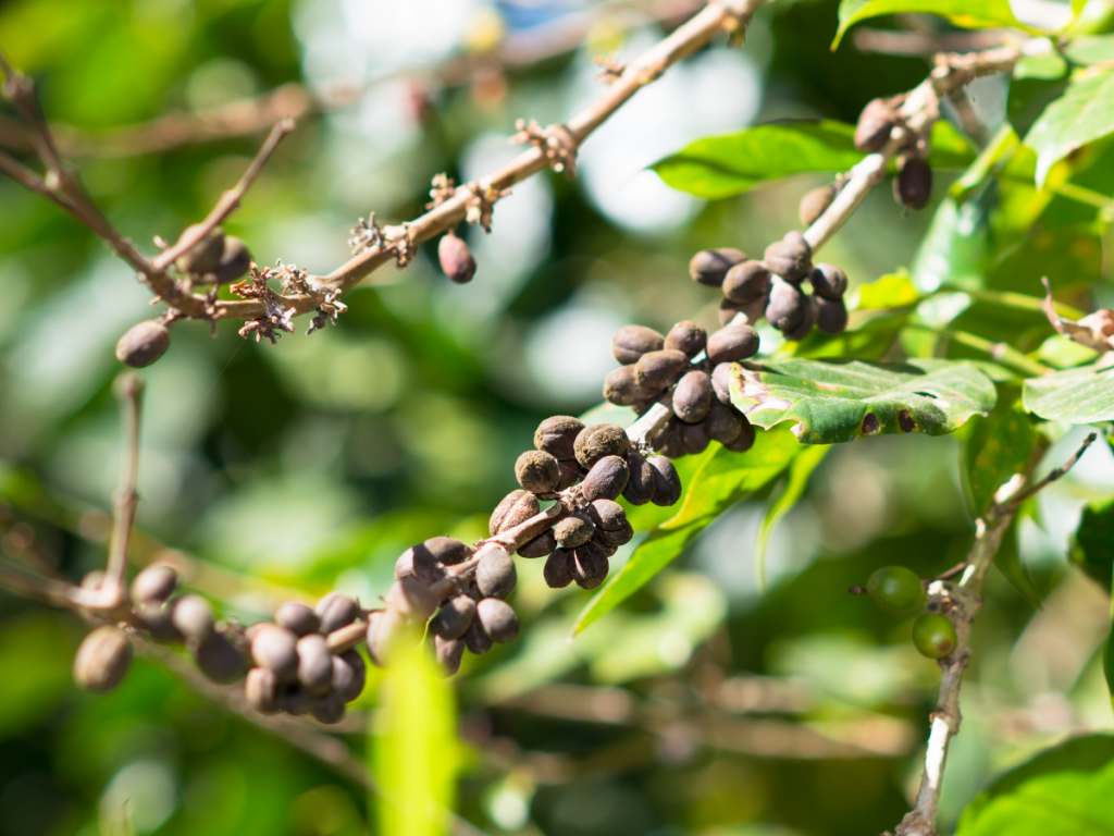 Zingerman's Coffee Company